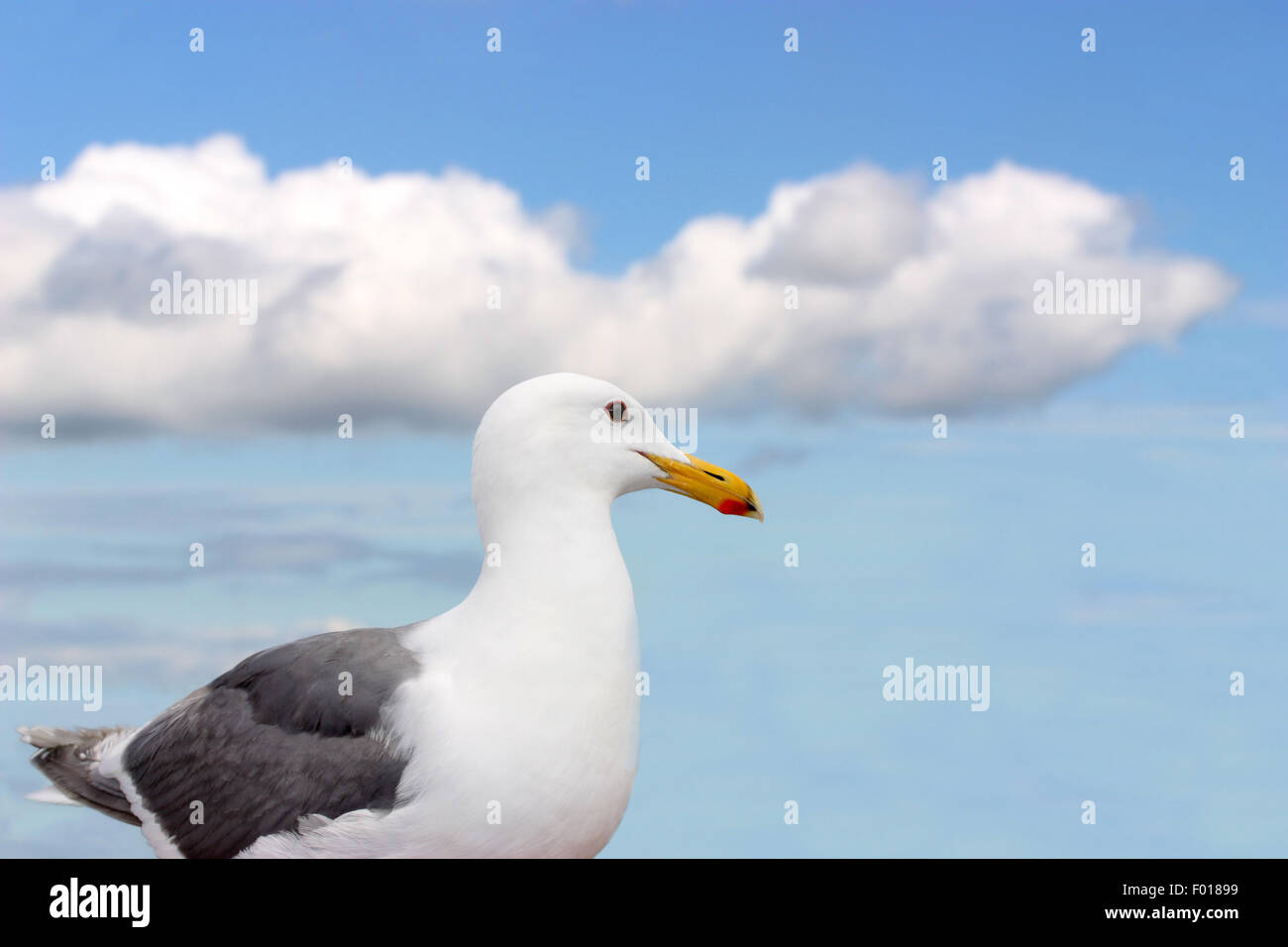 Beautiful white seagull under blue sky Stock Photo - Alamy