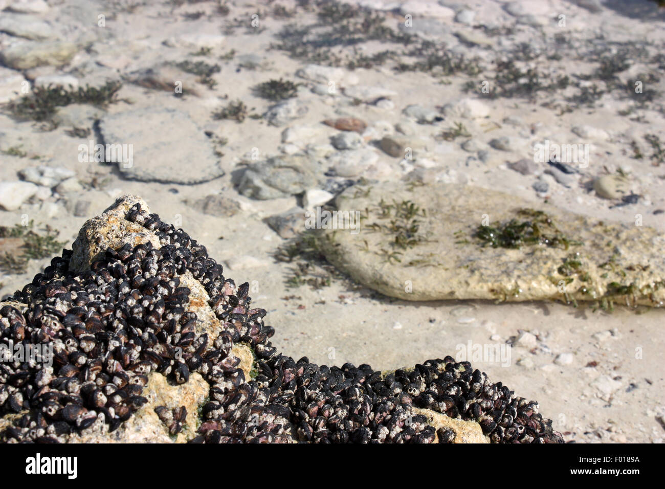 Black seashells on sand hi-res stock photography and images - Alamy