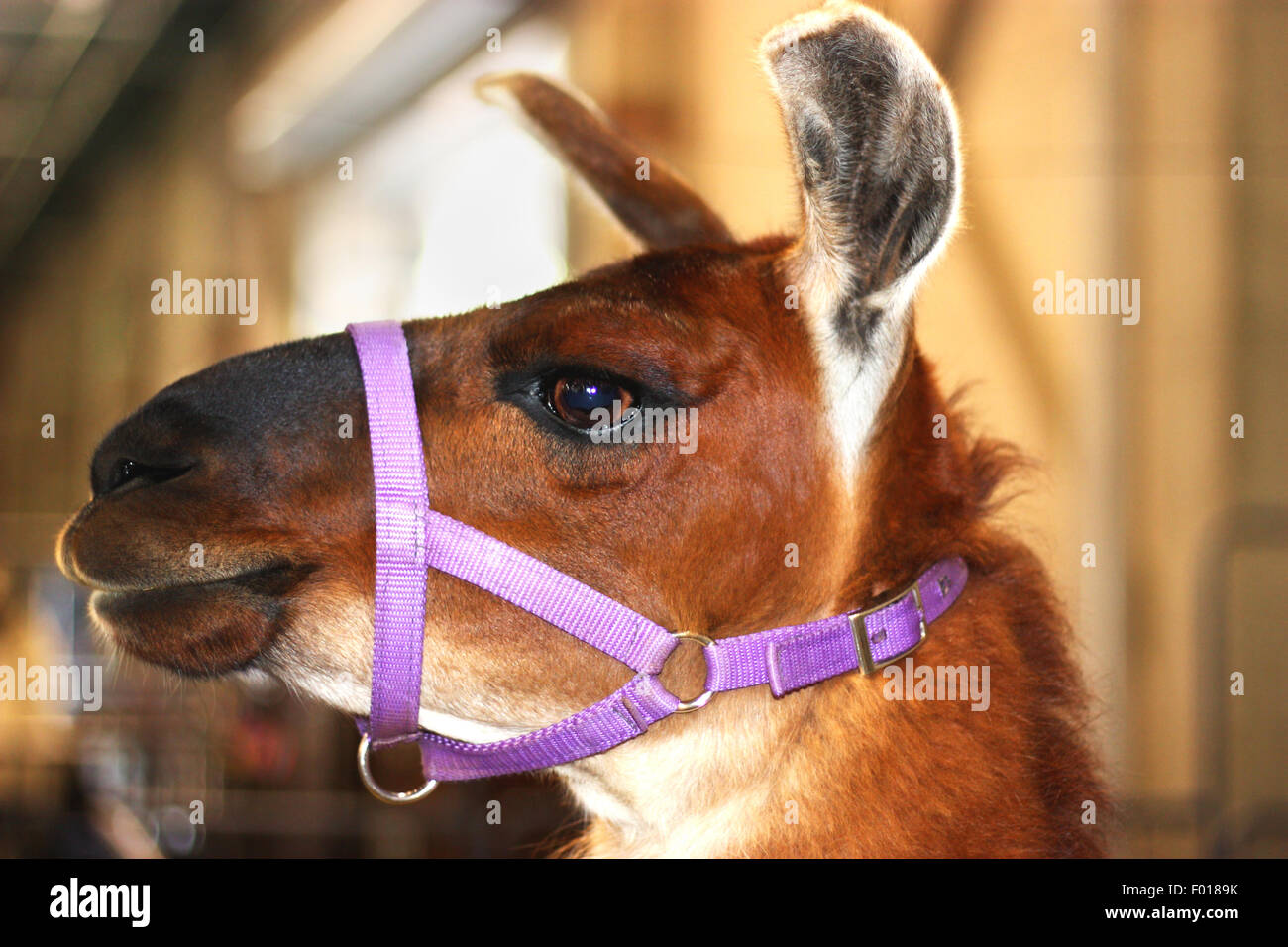 Closeup of Beautiful Brown Llama Stock Photo - Alamy
