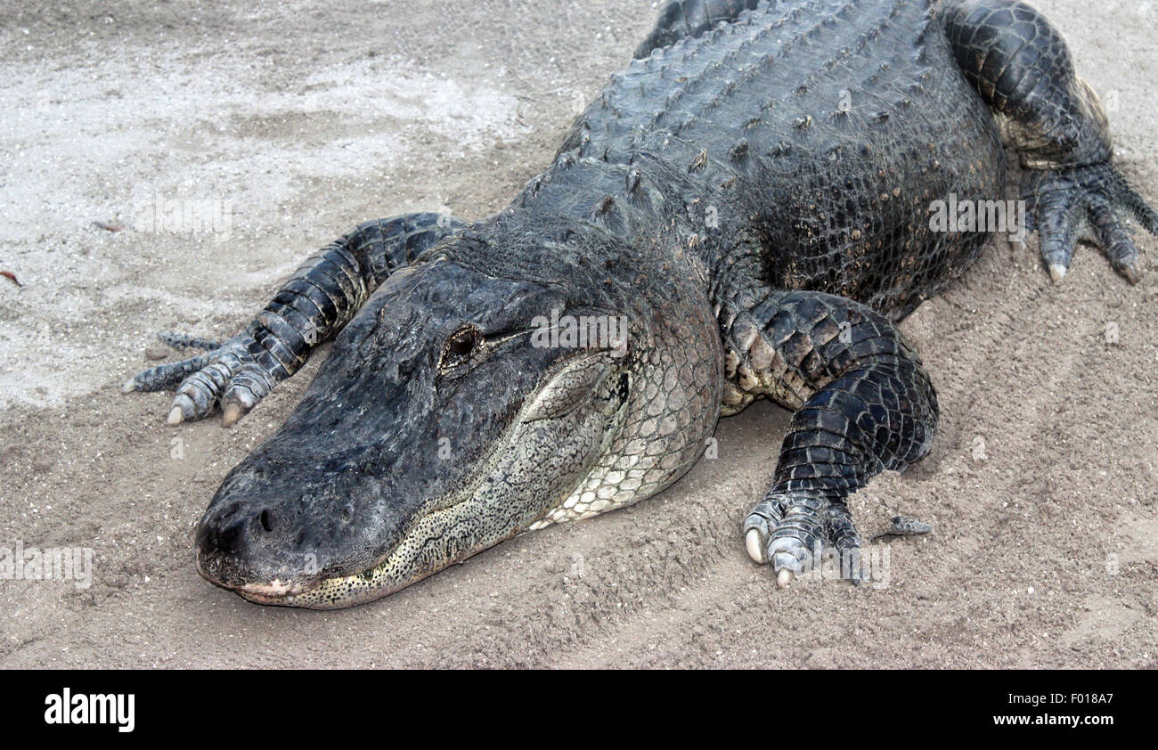 Alligator laying on the ground Stock Photo - Alamy