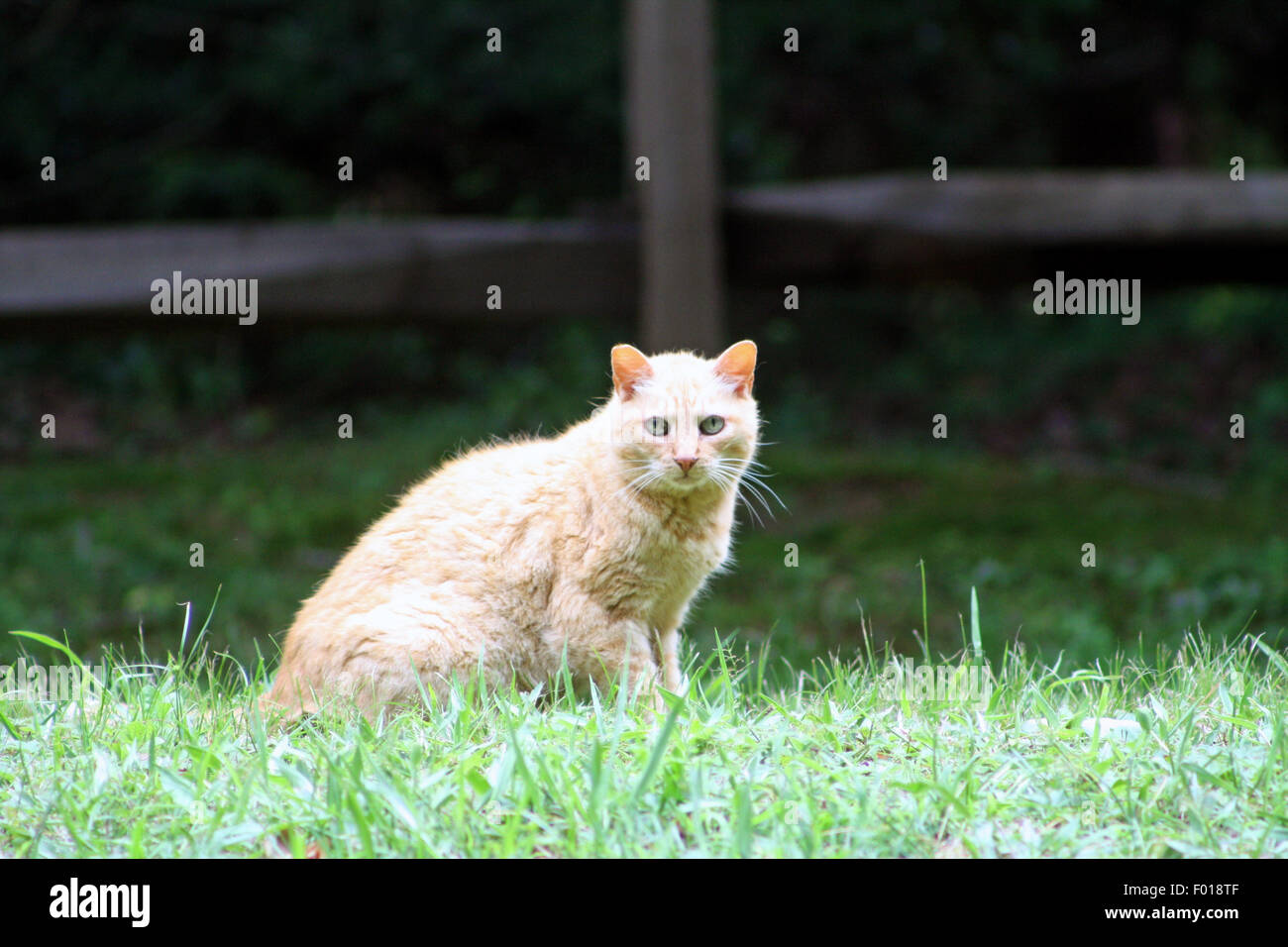 Feral Domestic Cat Red Cream Colored Tabby The Hamptons Long Island New ...