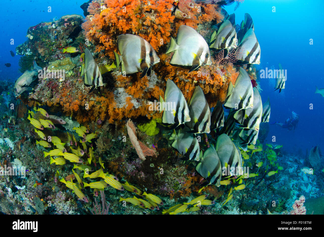 A school of pinnate batfish, Platax pinnatus, converge around a soft ...