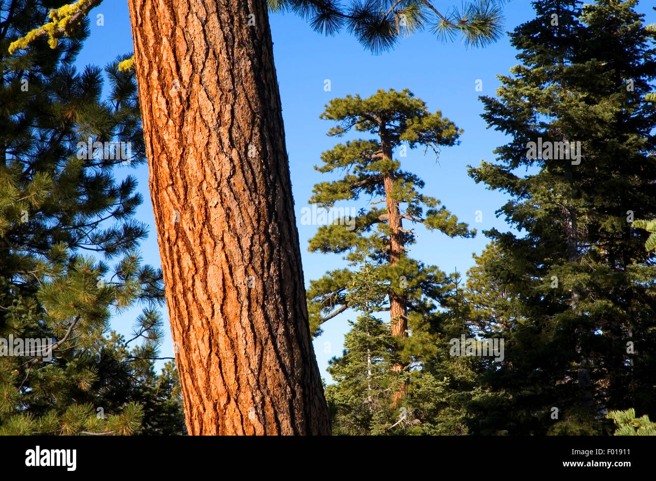 Ponderosa pine, Fremont National Forest, Oregon Stock Photo - Alamy
