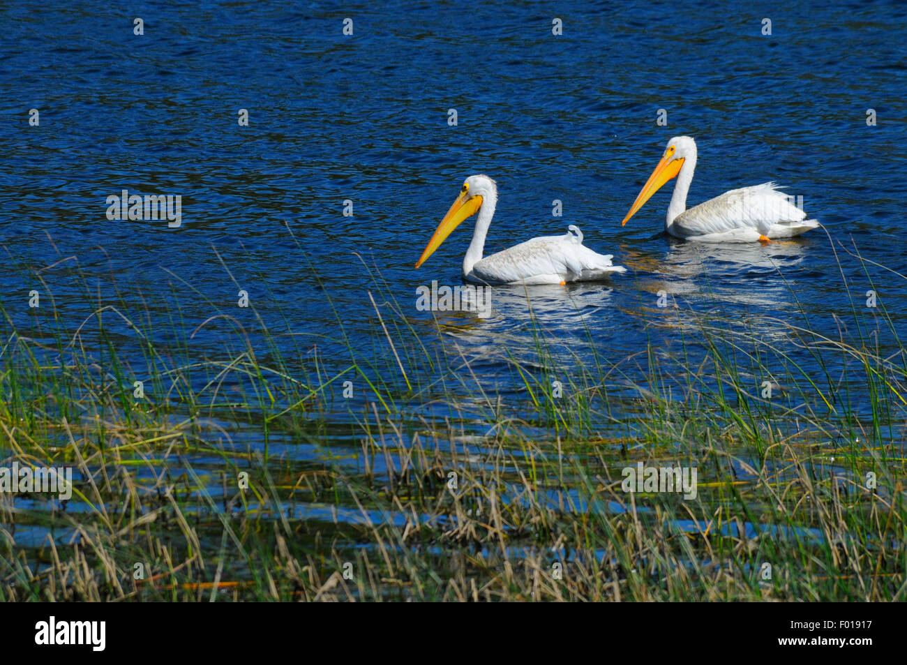 White pelicans on Dog Lake, Fremont National Forest, Oregon Stock Photo ...