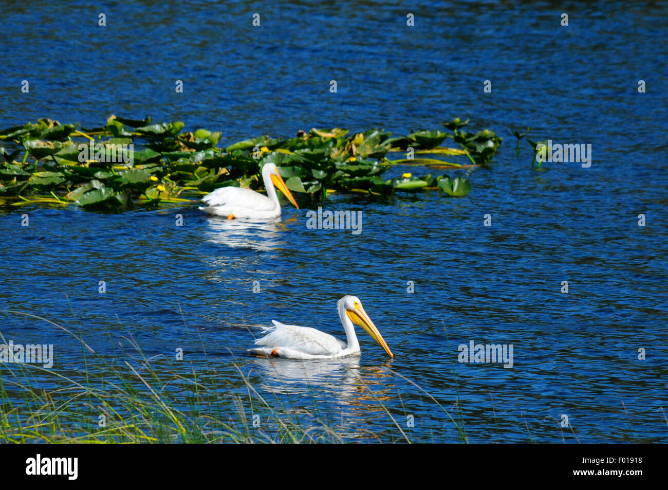 White pelicans on Dog Lake, Fremont National Forest, Oregon Stock Photo ...