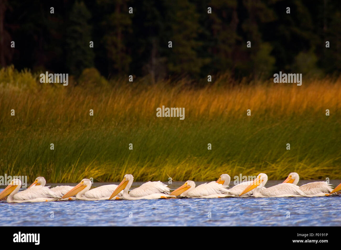 White pelicans on Upper Klamath Canoe Trail, Upper Klamath National ...