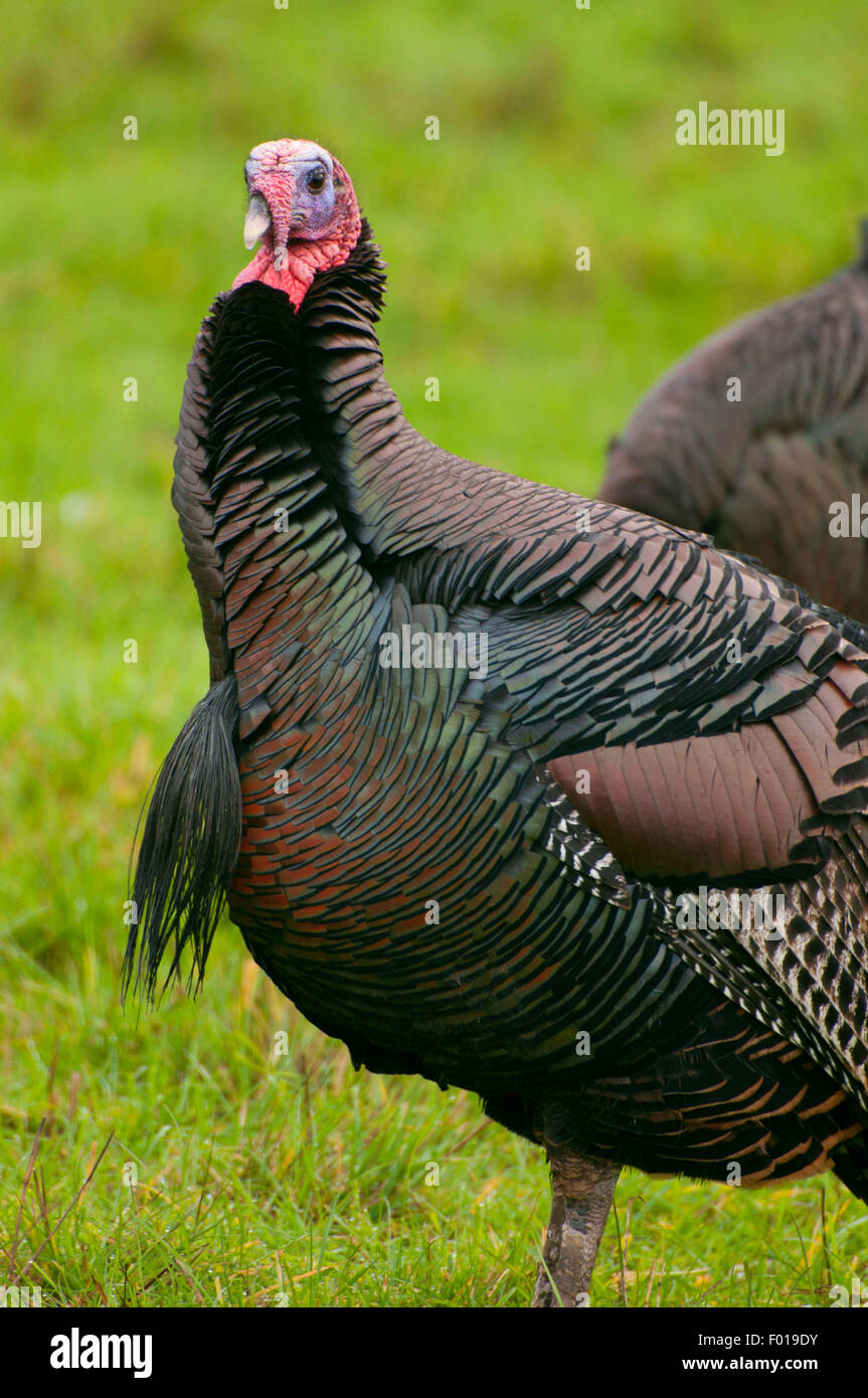 Tom douglas hi-res stock photography and images - Alamy