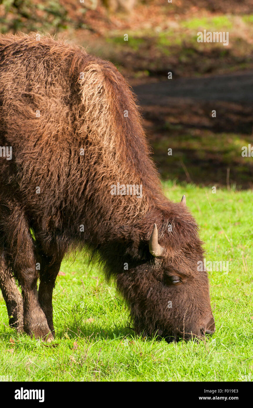 Bison wildlife hi-res stock photography and images - Alamy