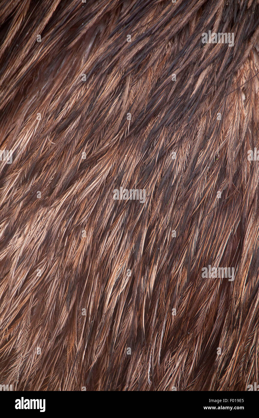 Feathers wildlife hi-res stock photography and images - Alamy