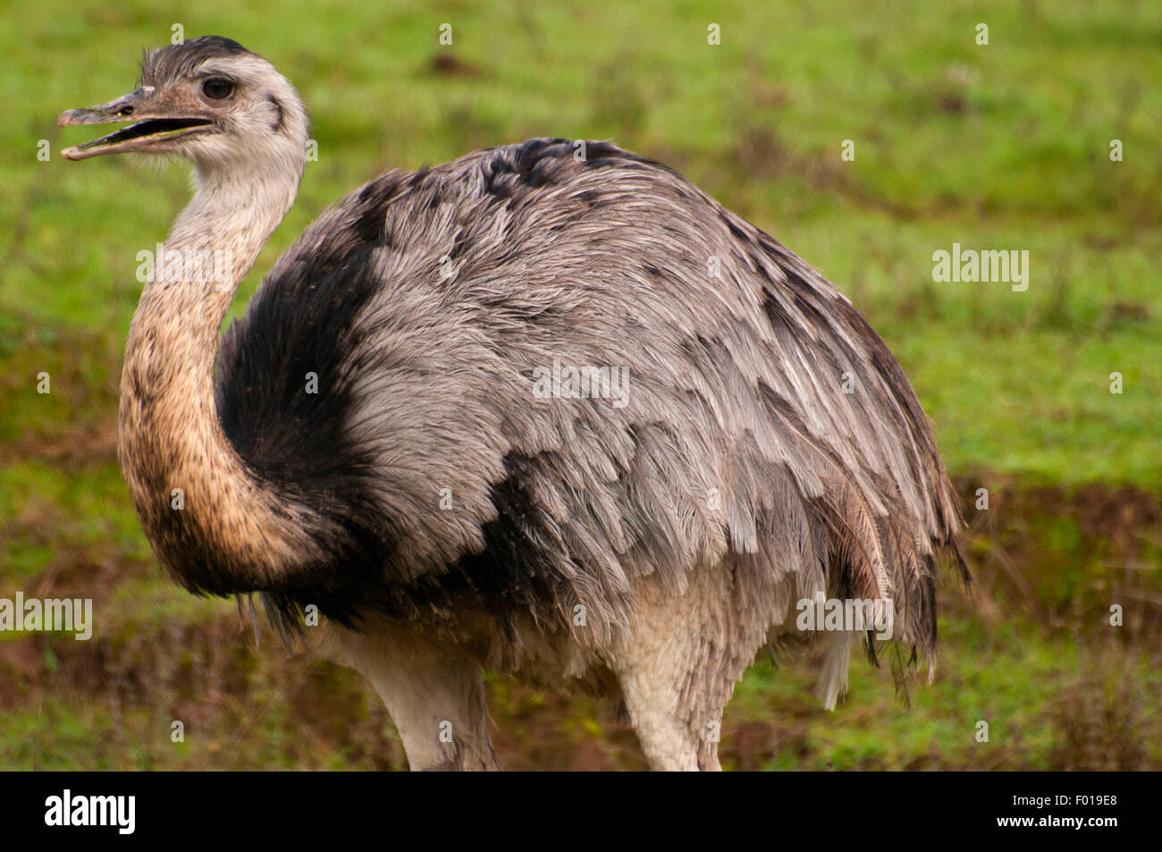 Emu, Wildlife Safari, Winston, Douglas County, Oregon Stock Photo - Alamy