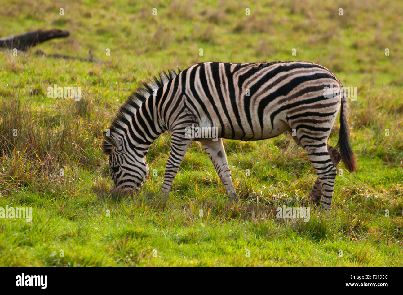 Zebra safari park zoo hi-res stock photography and images - Alamy