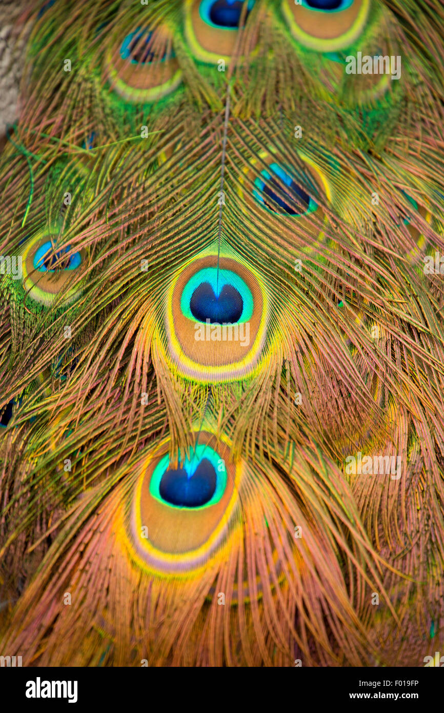 Primary tail feathers hi-res stock photography and images - Alamy