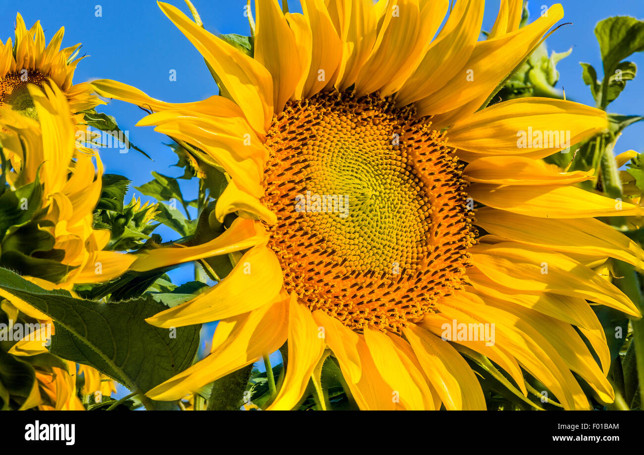 Bright yellow and vivid orange of round sunflower, symbol of sun and ...
