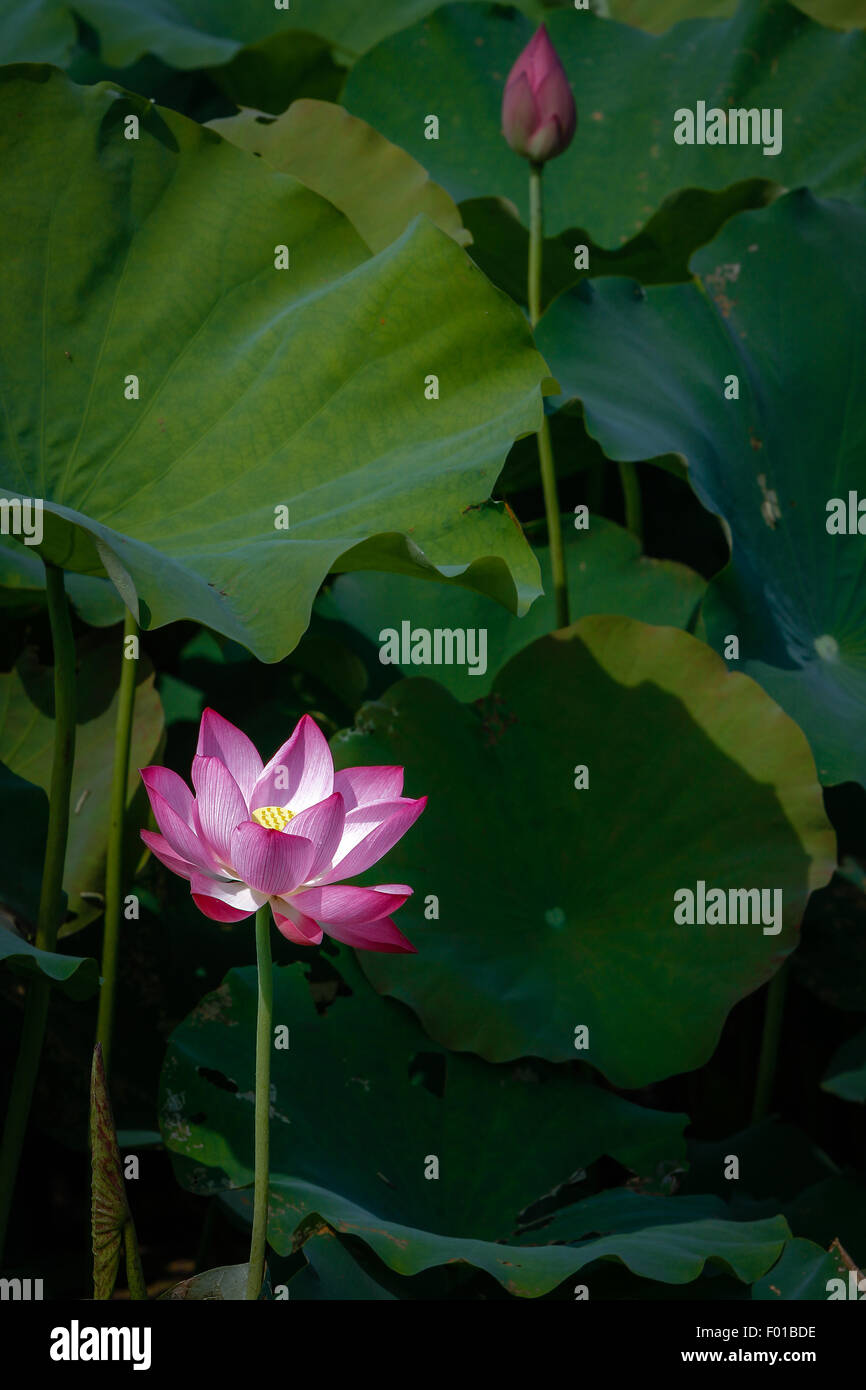 Colorful lotus flower hi-res stock photography and images - Alamy