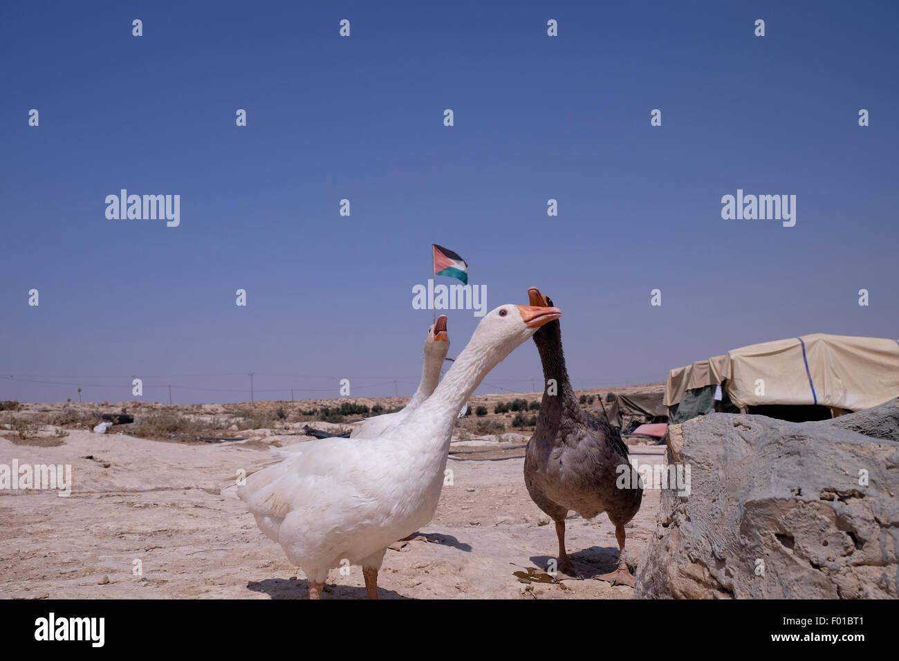Goose walk free at a Palestinian cave-dwelling compound of a unique ...
