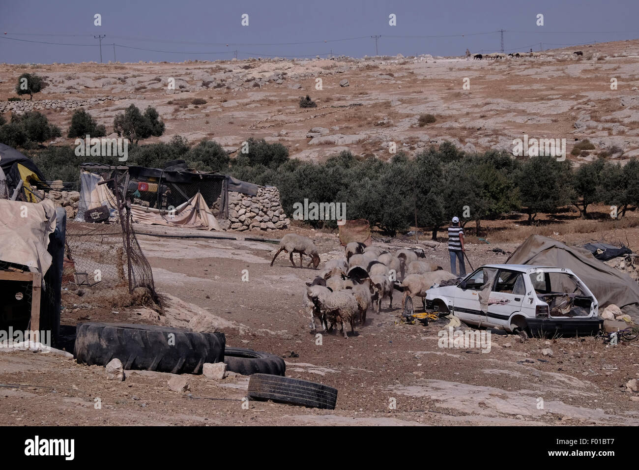 A Palestinian shepherd guide his sheep through a cave-dwelling compound ...
