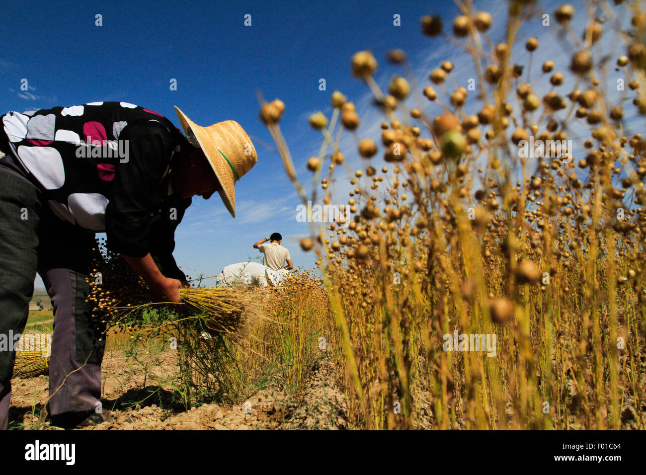 Qingyang, China's Gansu Province. 5th Aug, 2015. Farmer Liu Fuxiang ...