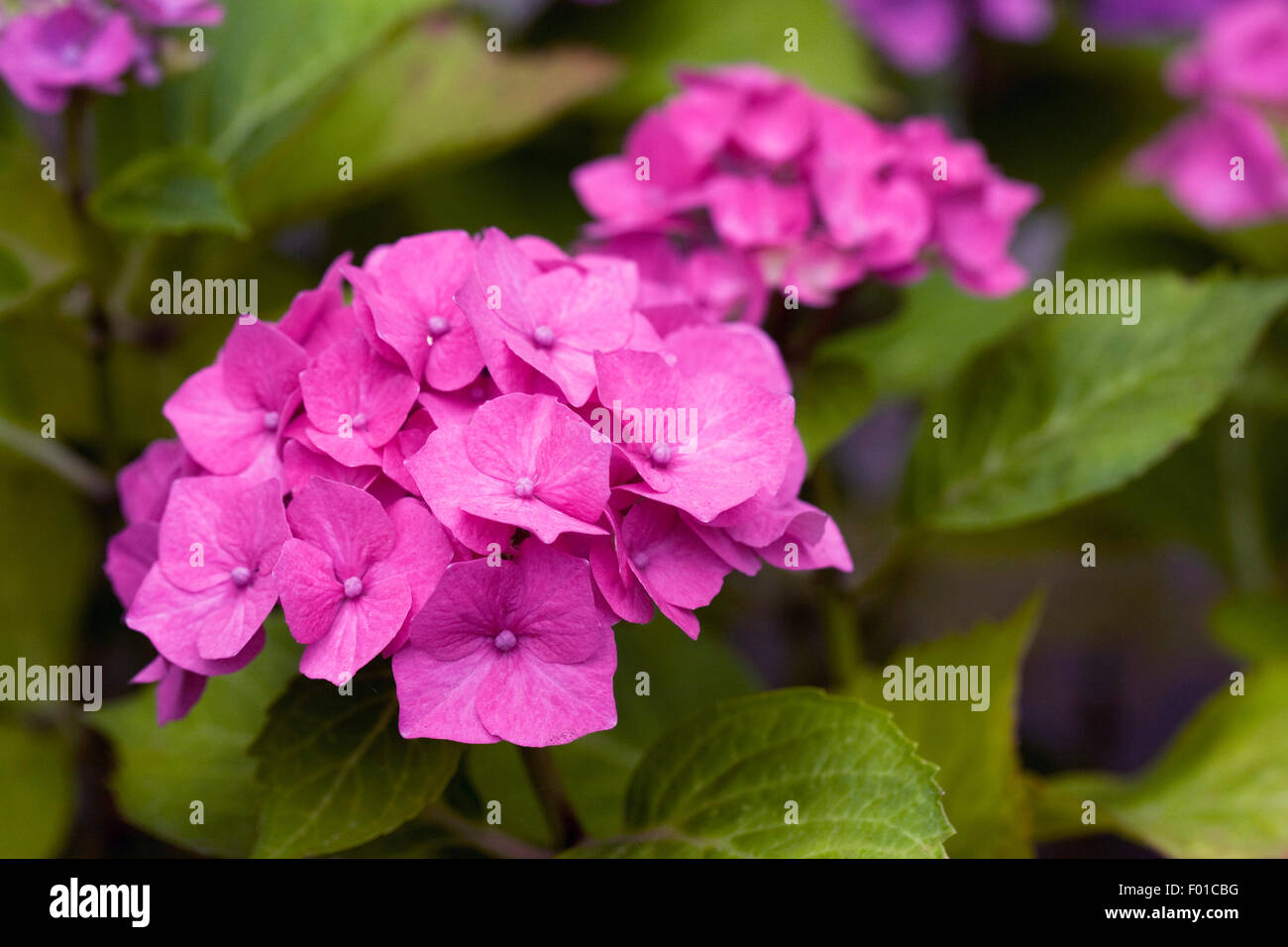 Pink Hydrangea flowers Stock Photo - Alamy
