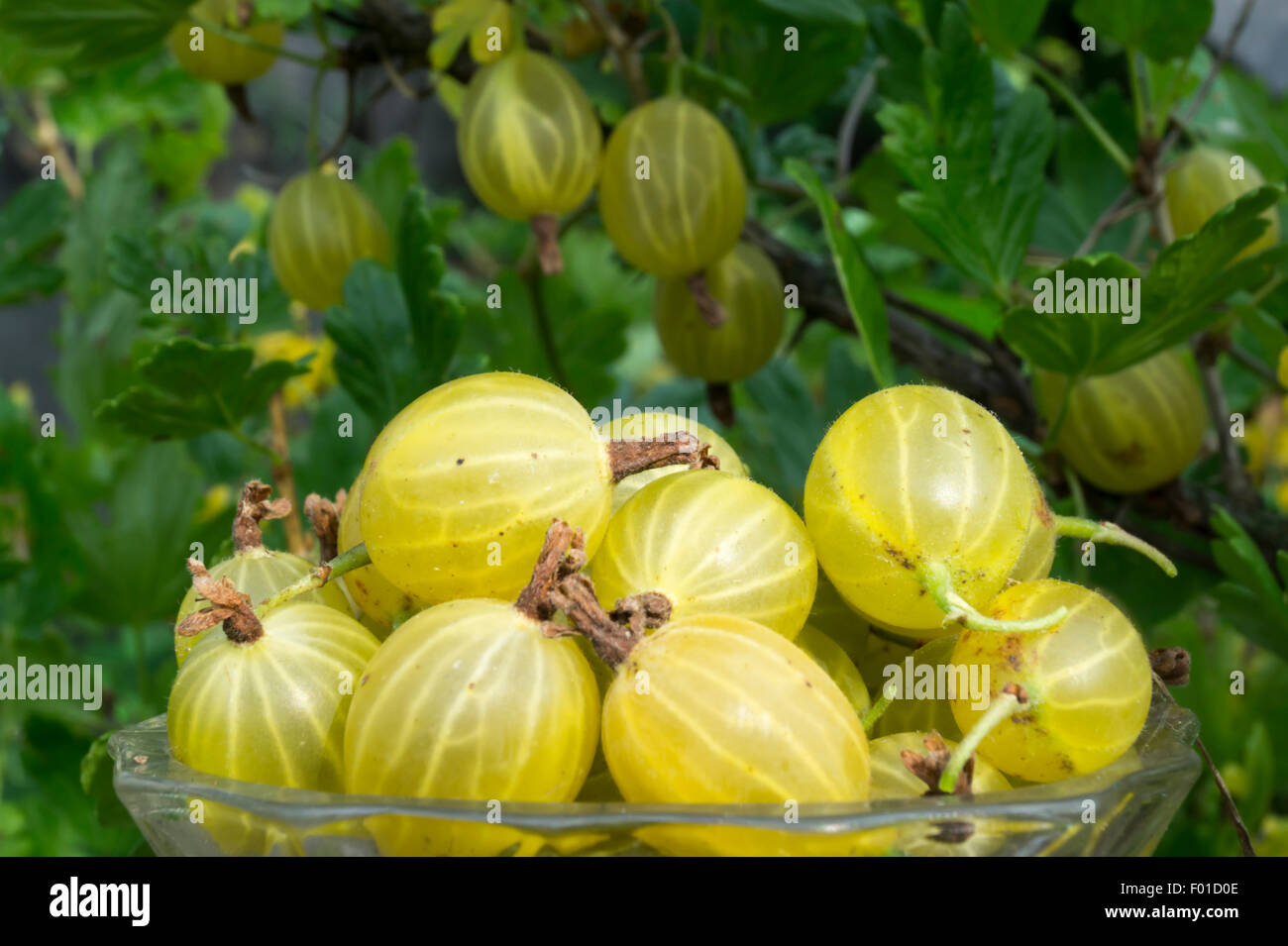 Gooseberry ripe hi-res stock photography and images - Alamy