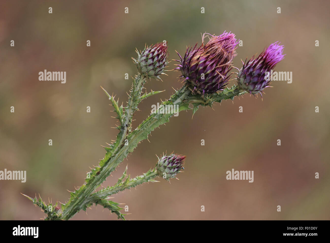 Thistle in bloom hi-res stock photography and images - Alamy