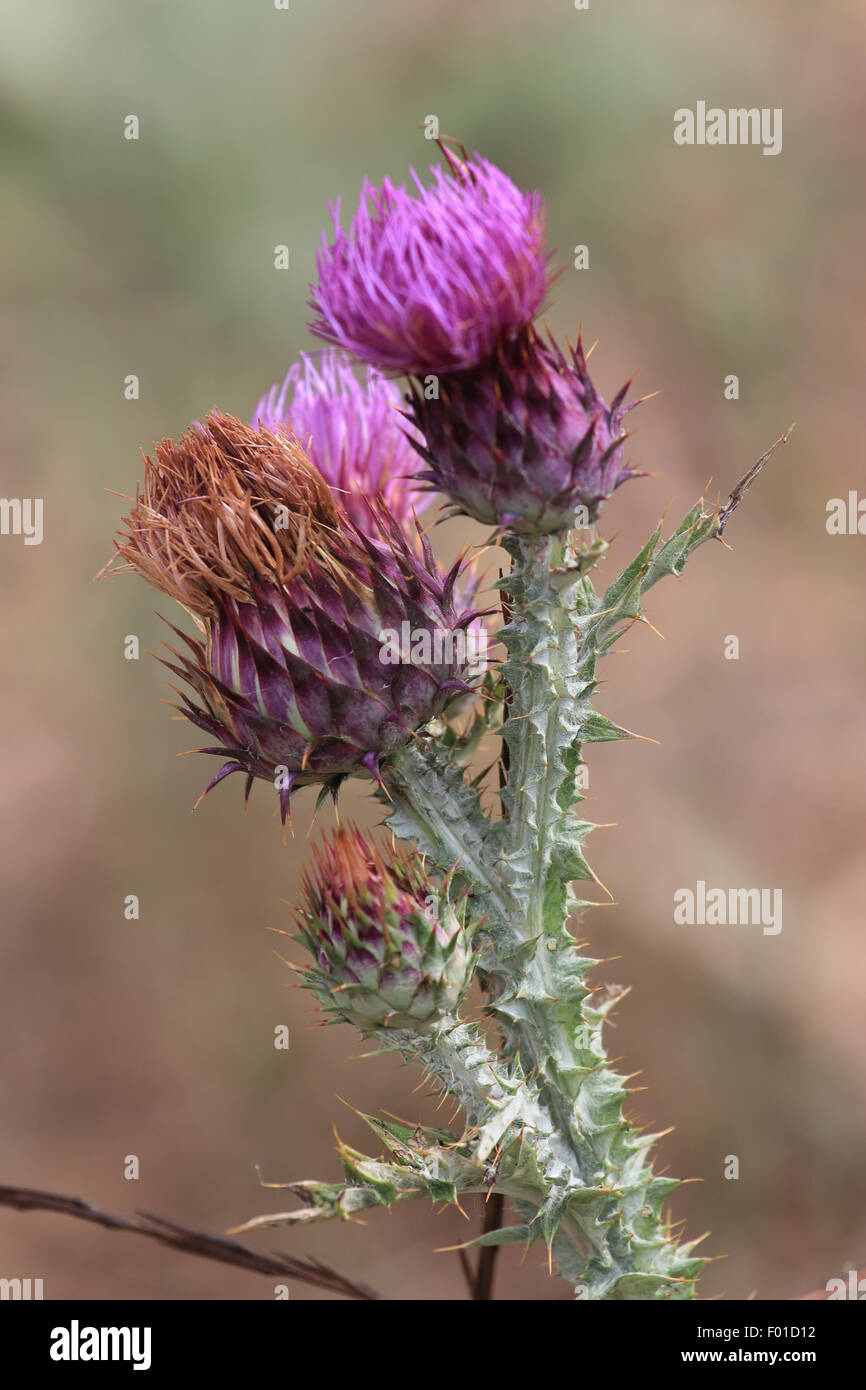 Thistle in bloom hi-res stock photography and images - Alamy