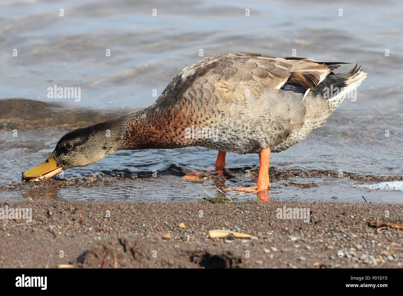 Female gadwall hi-res stock photography and images - Alamy