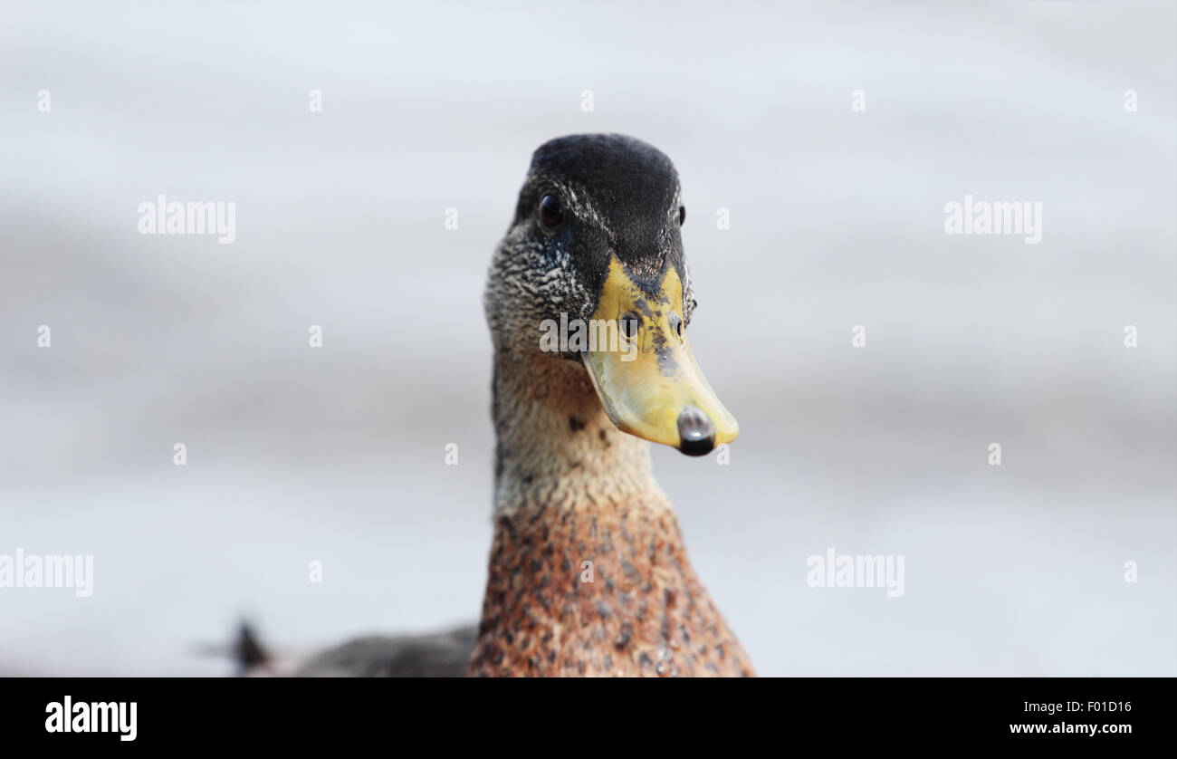 Female gadwall hi-res stock photography and images - Alamy