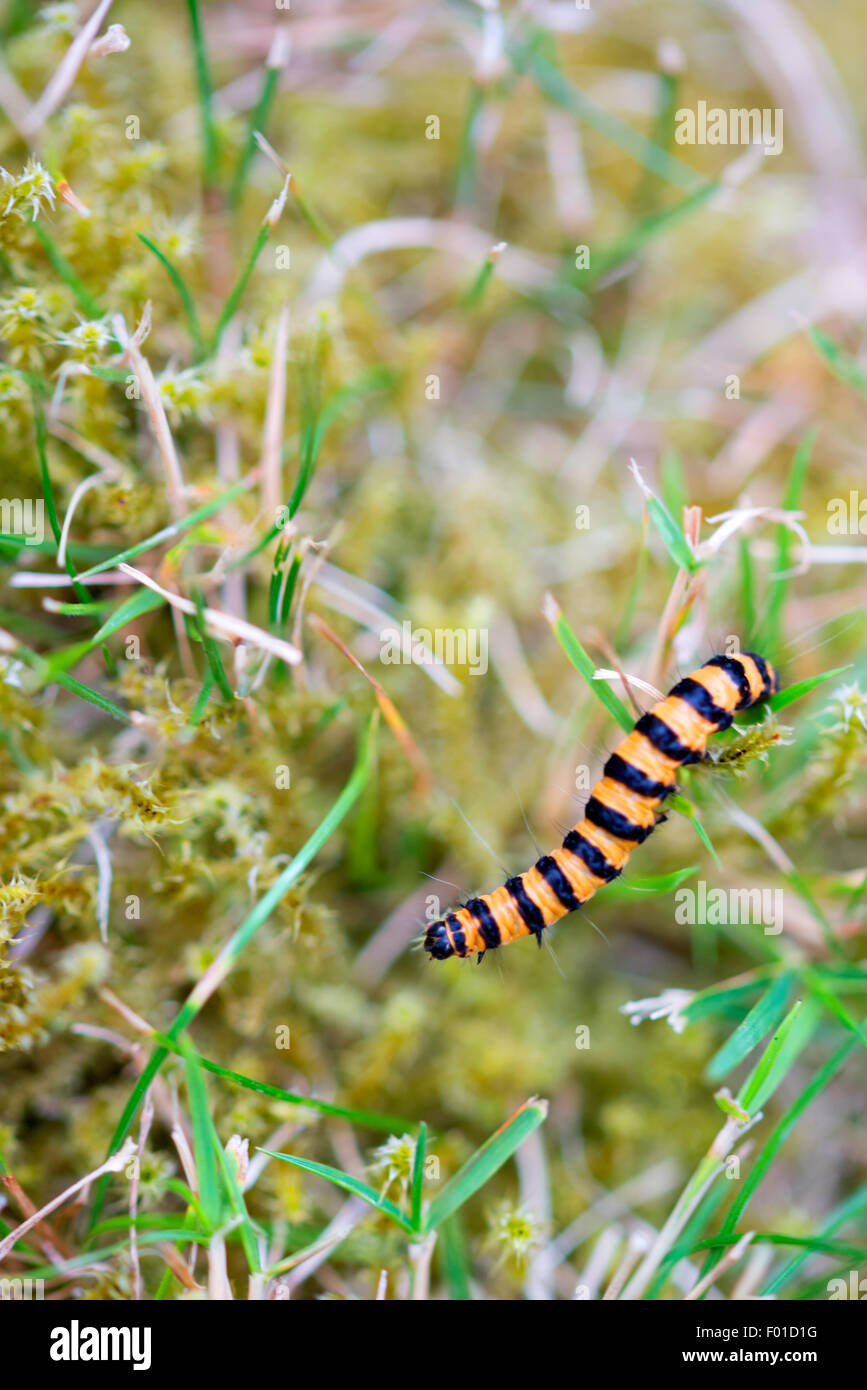 Orange and black striped Cinnabar Moth caterpillar Stock Photo - Alamy