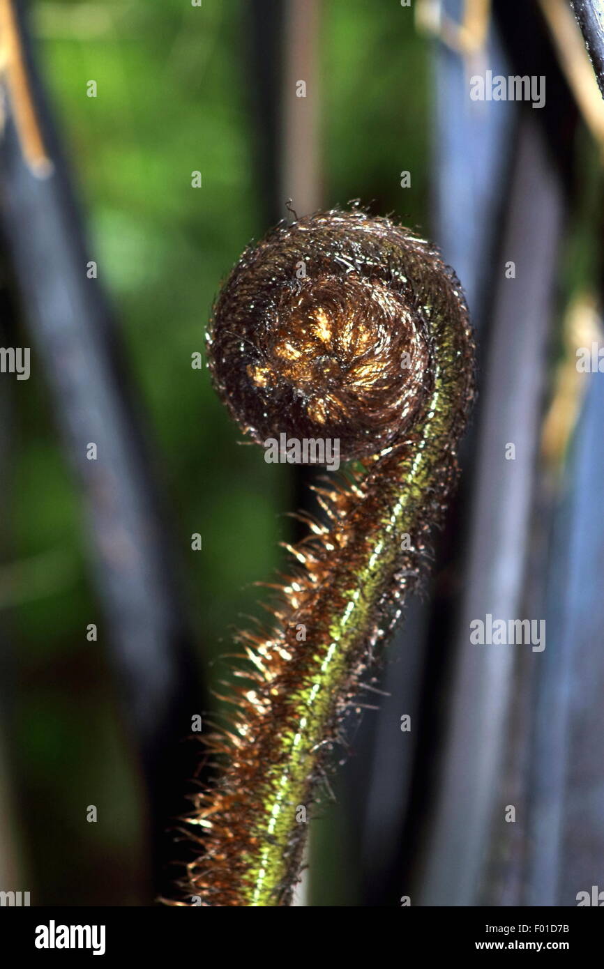 Fern Frond Koru Stock Photo - Alamy