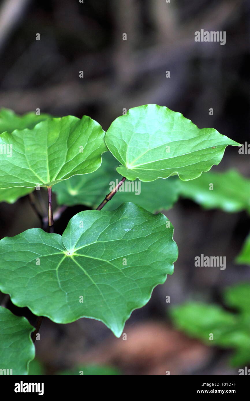 Kawakawa (Piper excelsum Stock Photo - Alamy
