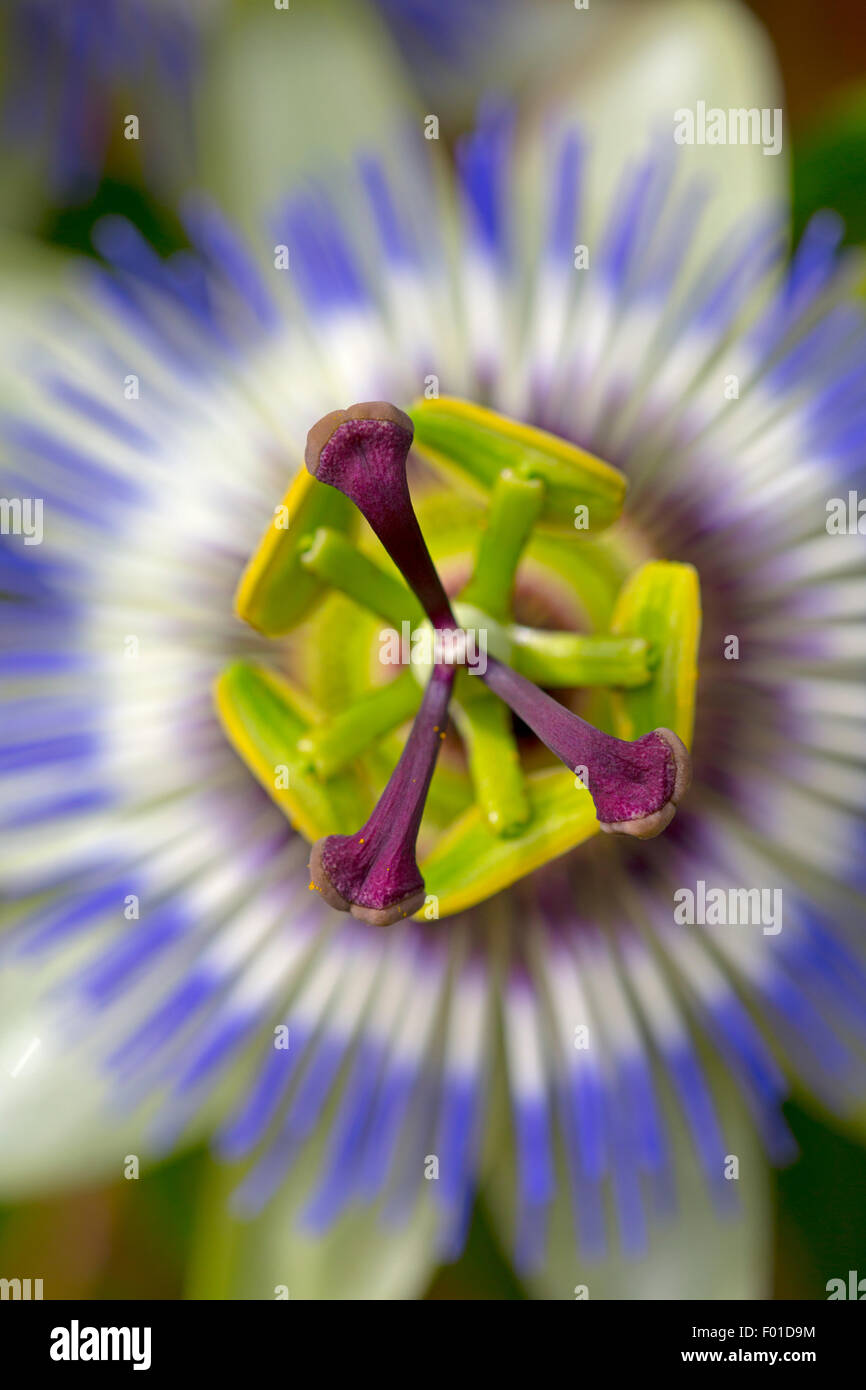 Blue Passion Flower closeup Stock Photo - Alamy