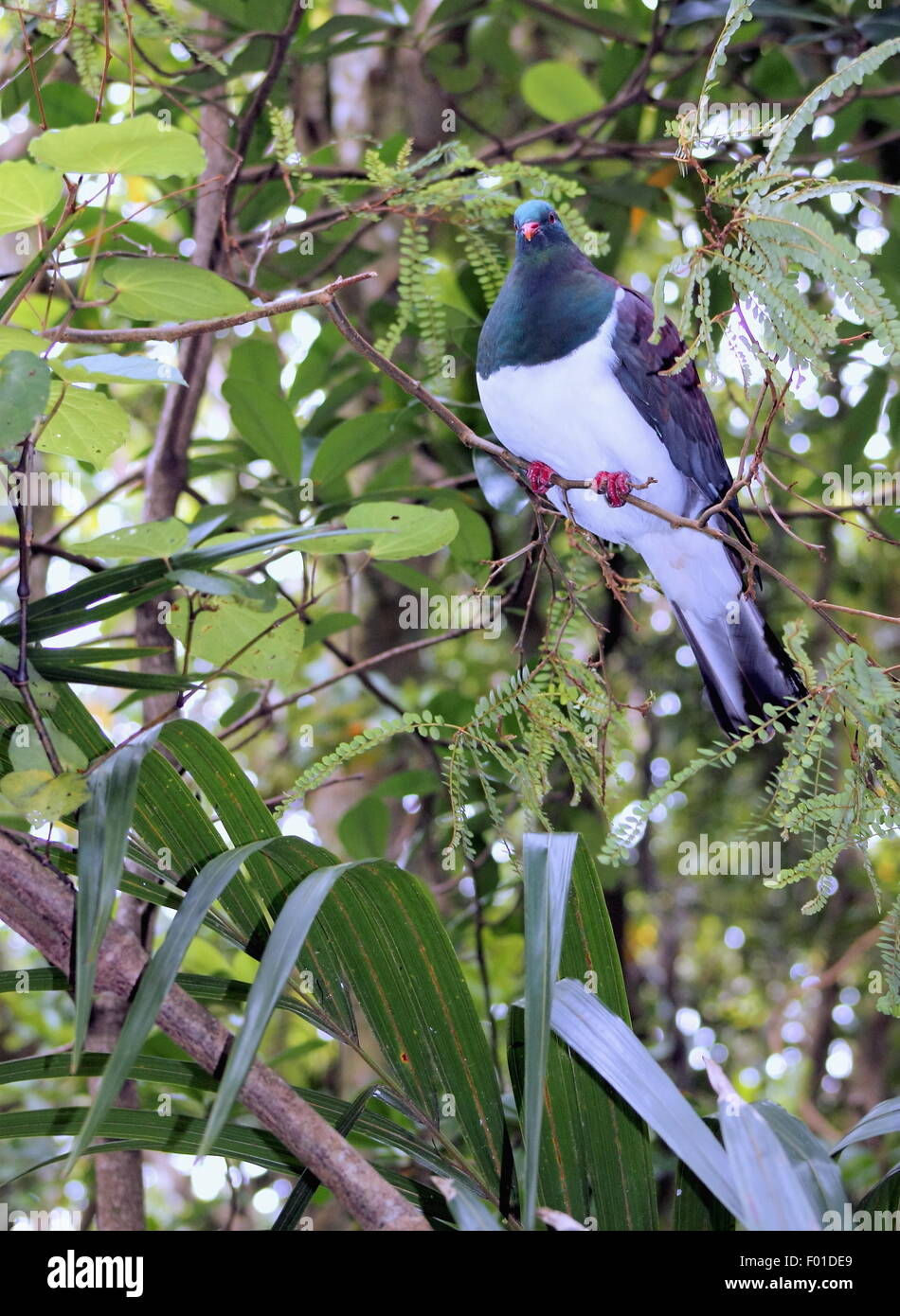 Close up of a Kereru (Hemiphaga novaeseelandiae Stock Photo - Alamy