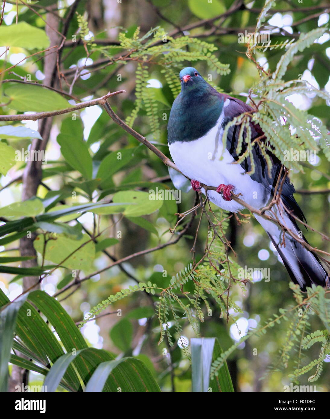 Close up of a Kereru (Hemiphaga novaeseelandiae Stock Photo - Alamy