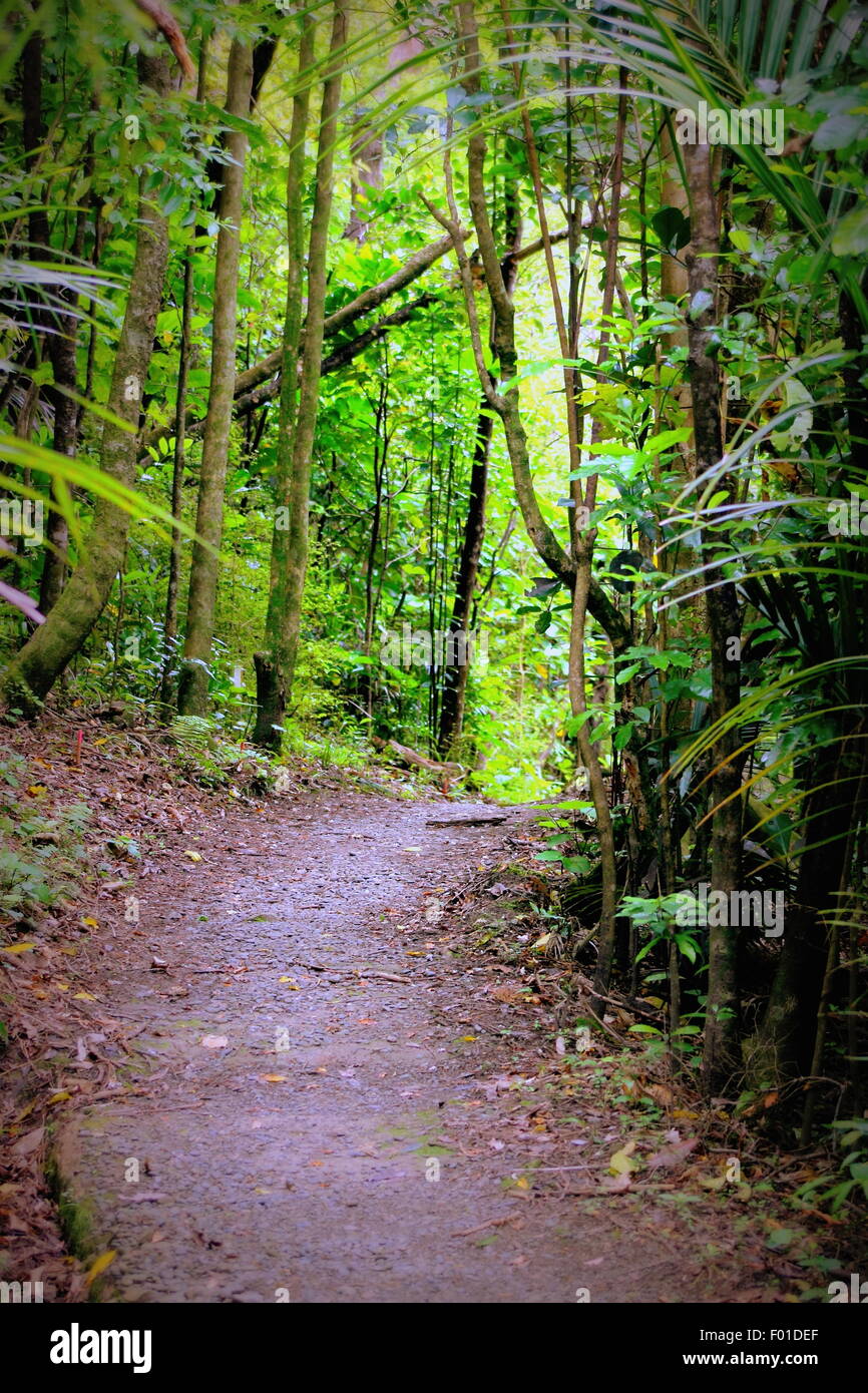 Bush path hi-res stock photography and images - Alamy