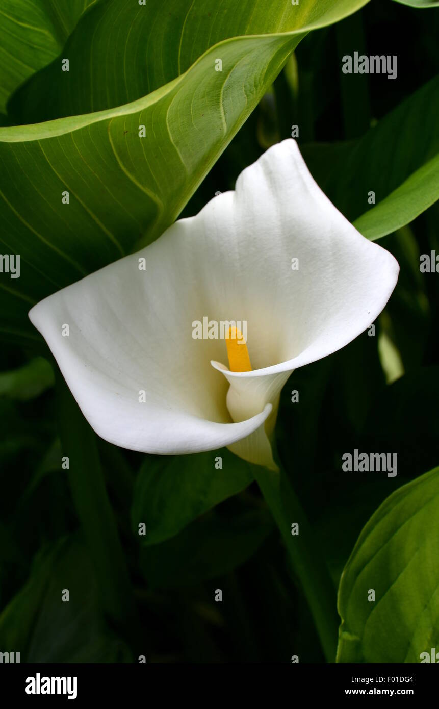 White arum lily hi-res stock photography and images - Alamy