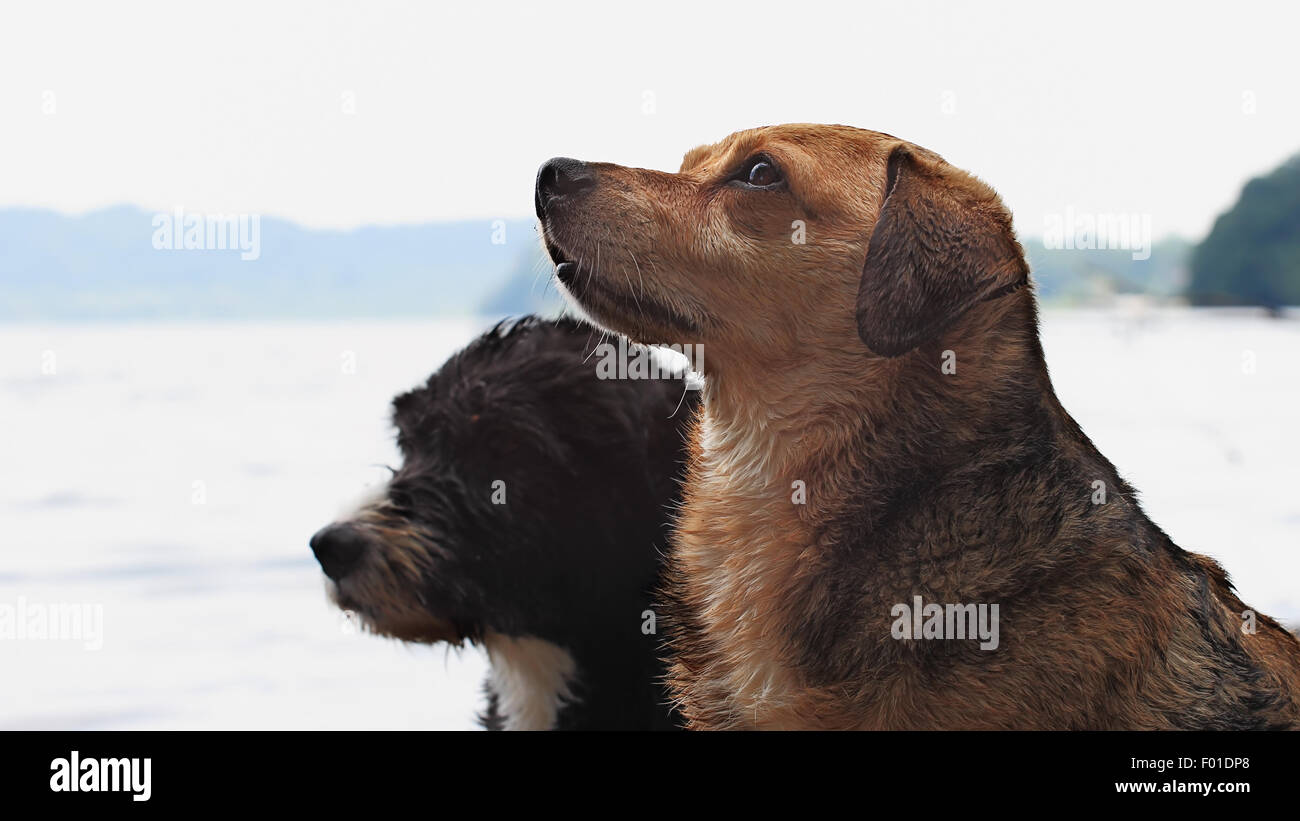 wet mixed breed dogs after bathing in a lake Stock Photo - Alamy