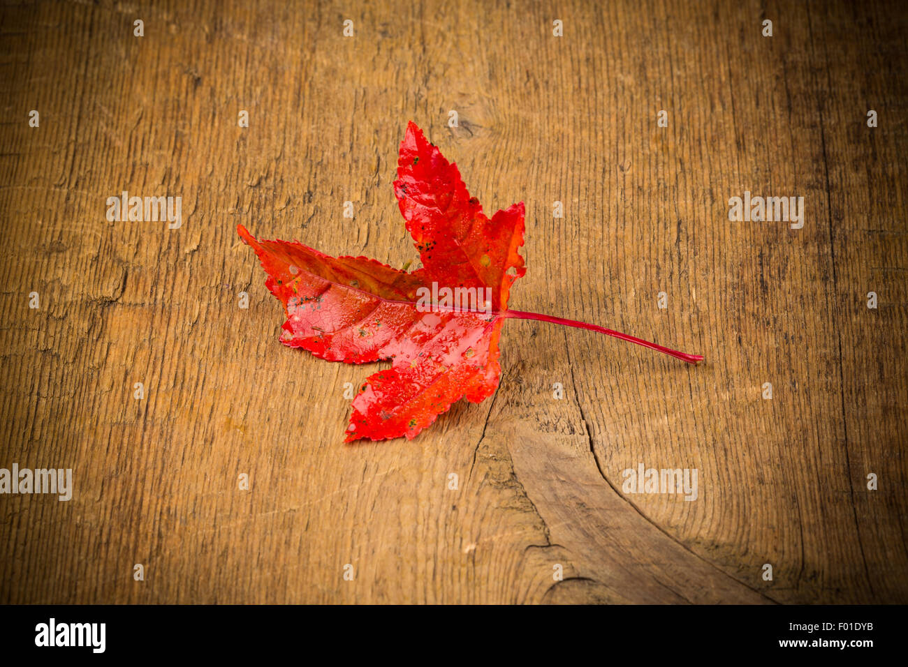Drops on autumn leave hi-res stock photography and images - Alamy