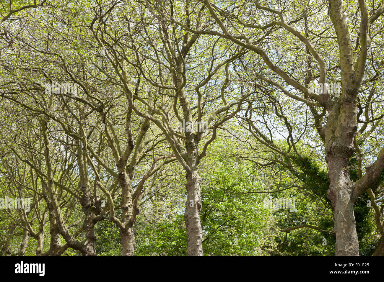 Falkner street liverpool hi-res stock photography and images - Alamy