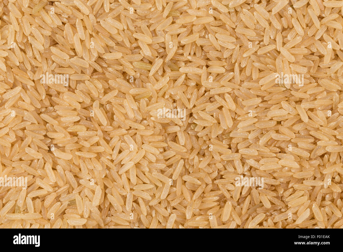 Rice plant image High Resolution Stock Photography and Images - Alamy