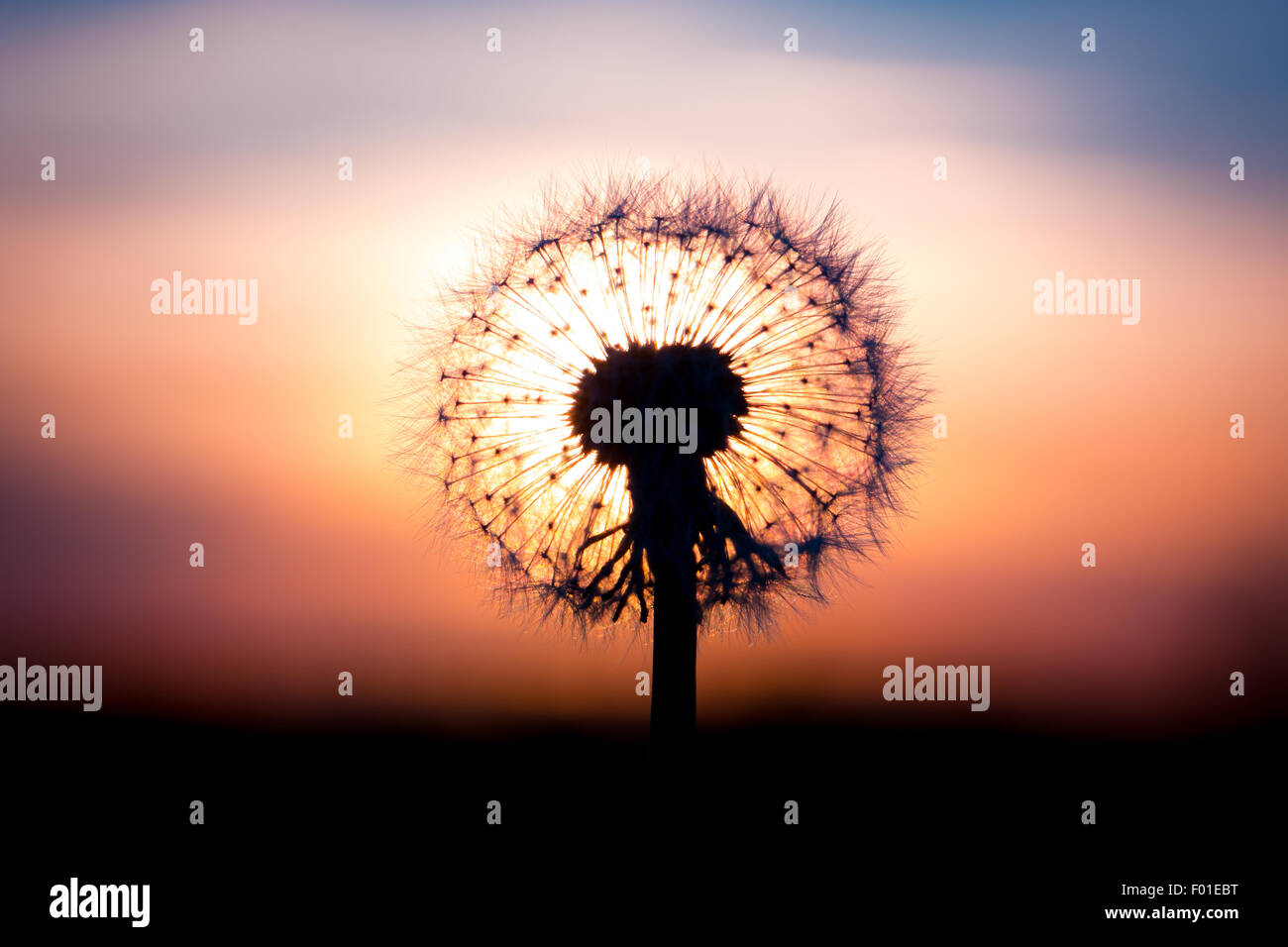Dandelion flower fused with sunset looking like a bulb Stock Photo - Alamy