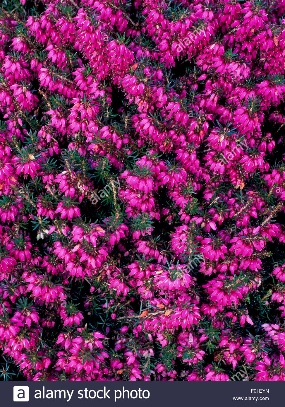 Erica Carnea Myretoun Ruby High Resolution Stock Photography and Images ...