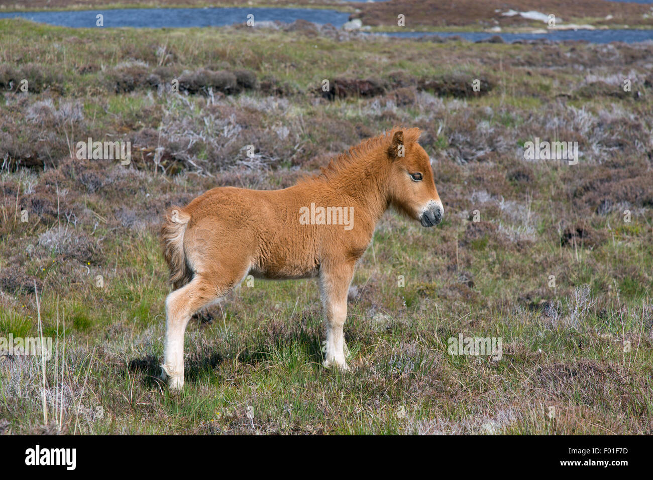 Eriskay Pony High Resolution Stock Photography and Images - Alamy