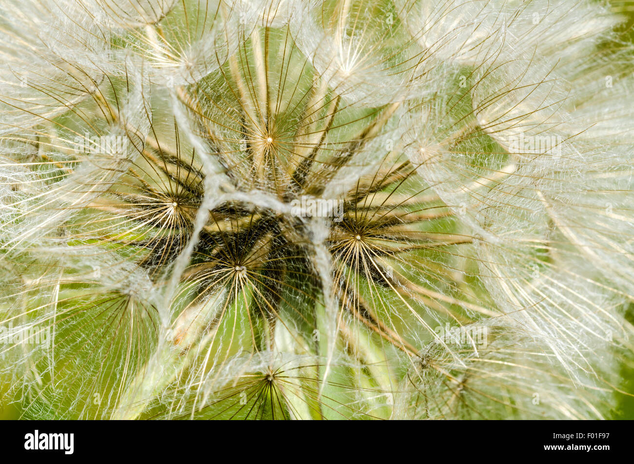 Blowball hi-res stock photography and images - Alamy