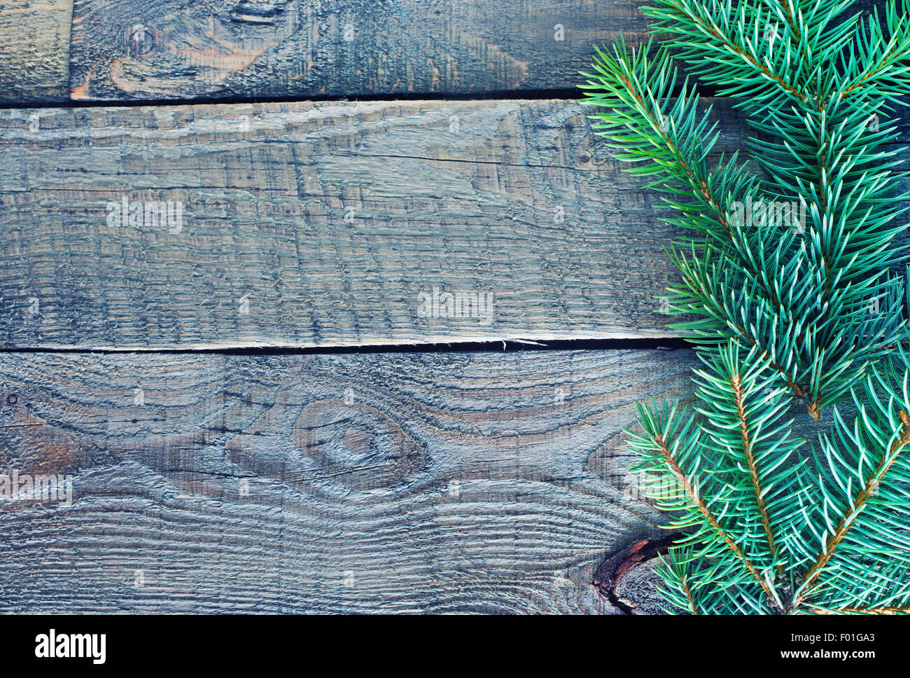 Oak tree brunch hi-res stock photography and images - Alamy