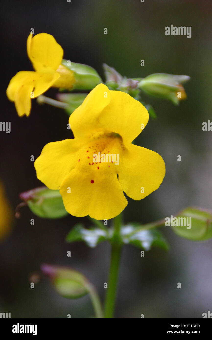 A yellow monkey flower (mimulus) grows by a river in the Peak Distirict ...