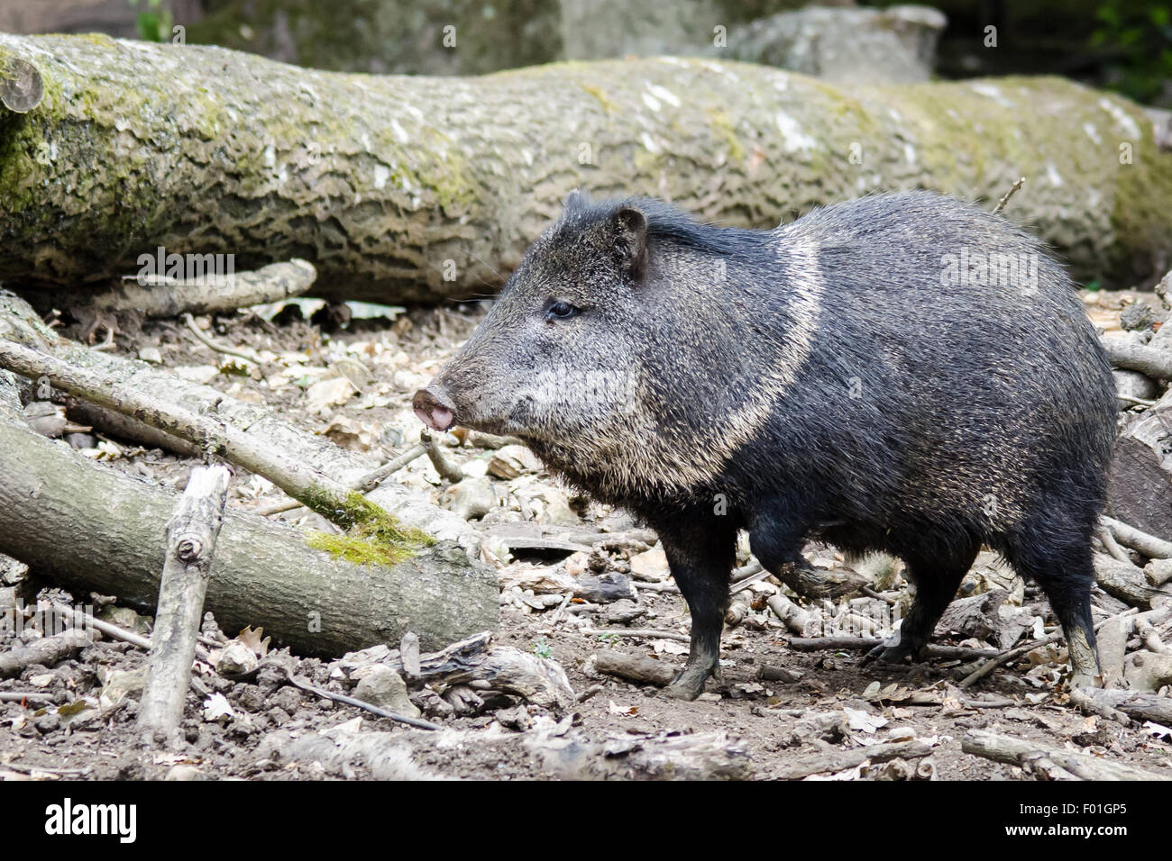 Collared Peccary (Pecari tajacu) in captivity Stock Photo - Alamy