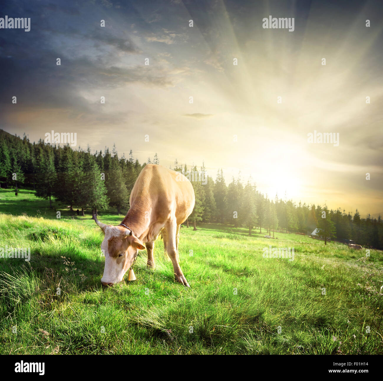 Beige cow on green mountain hi-res stock photography and images - Alamy