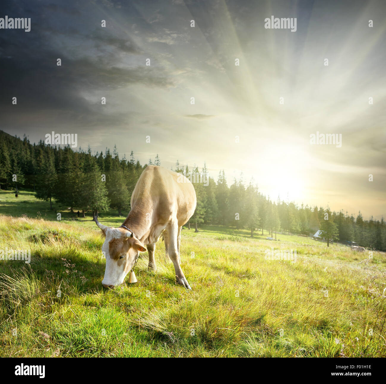 Beige cow hi-res stock photography and images - Alamy