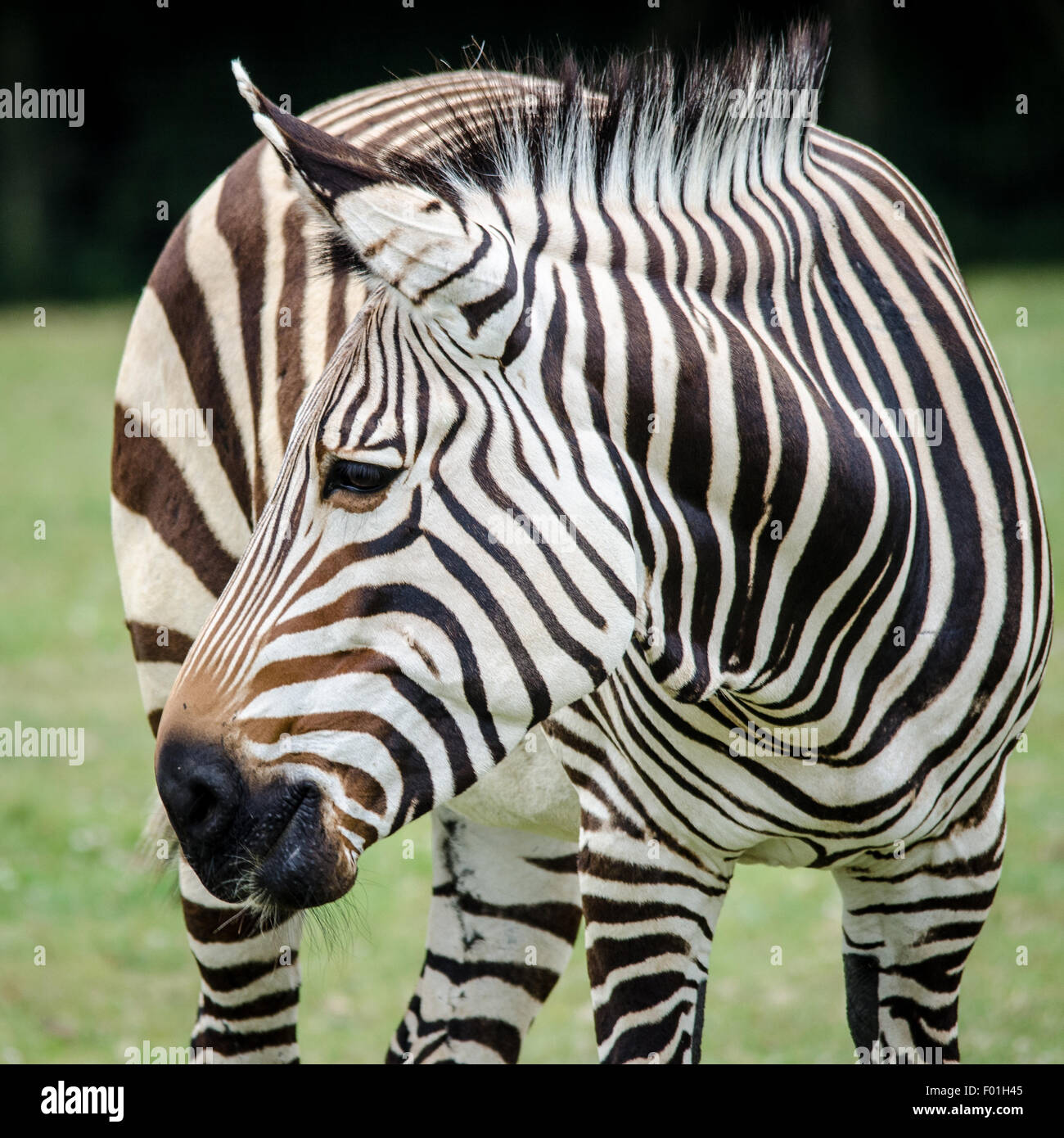 Hartmann's Zebra (Equus zebra hartmannae Stock Photo - Alamy