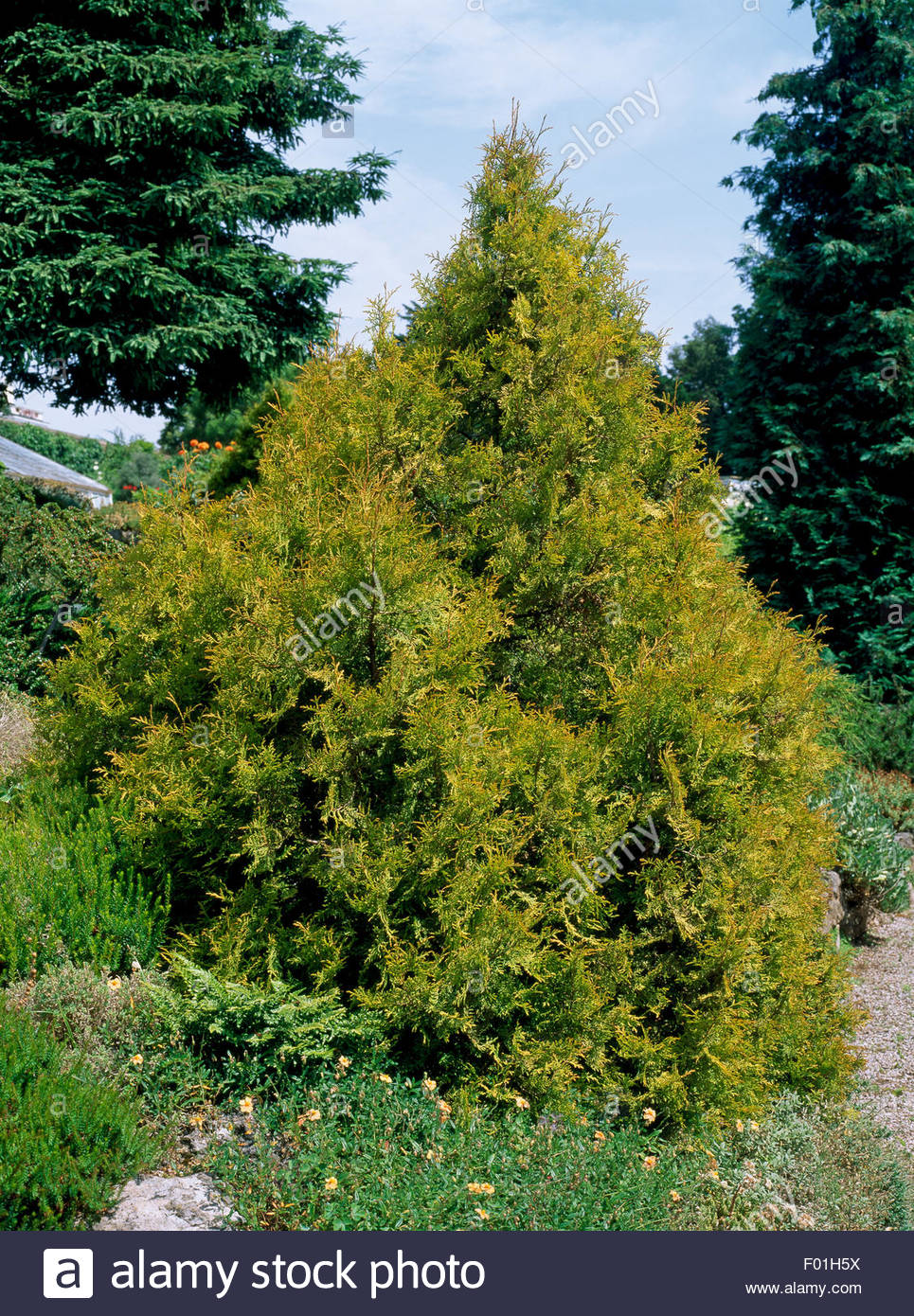 Thuja Thuja Stock Photos & Thuja Thuja Stock Images - Alamy